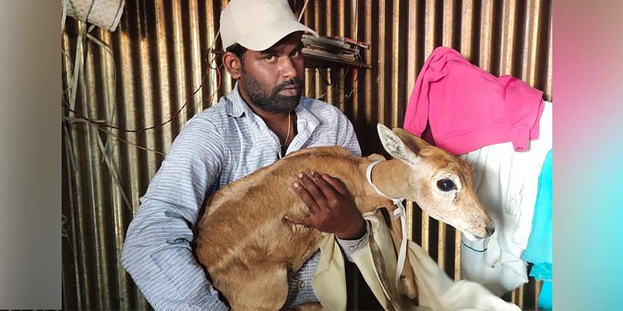 Black buck calf rescued, gang hand seen