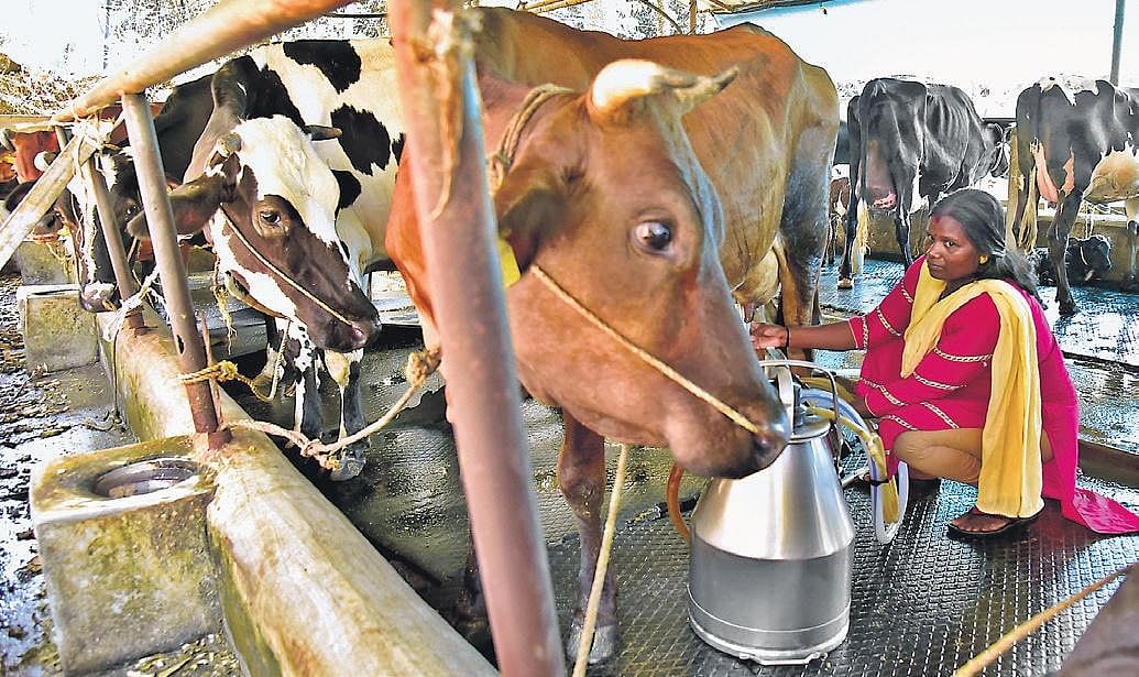 ‘Milking’ success through sheer dint of hard work