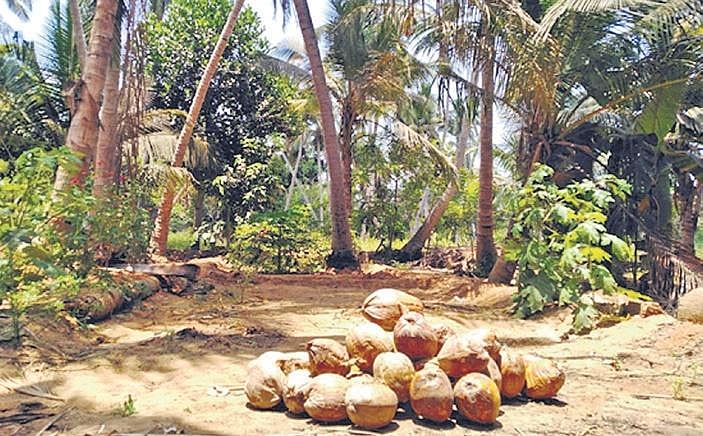 Rise in coconut price as curfew causes shortage