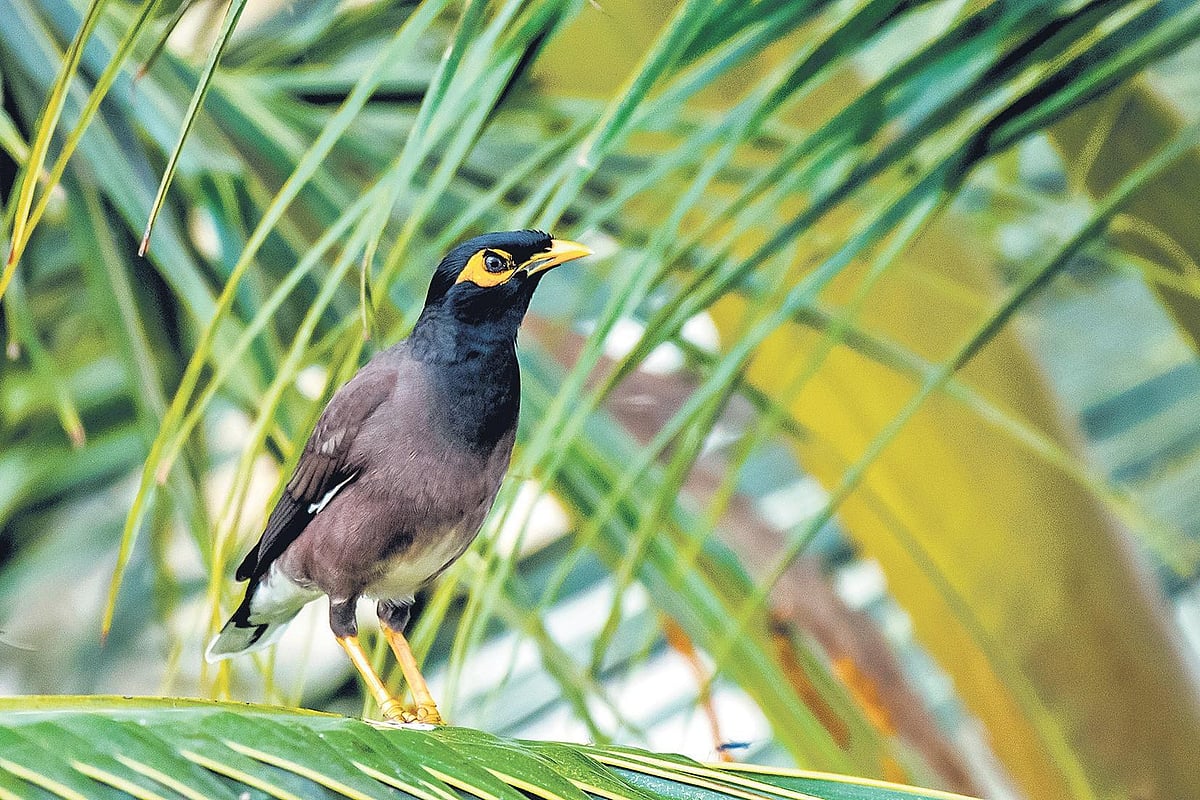 Survival, resilience: Birds nest amidst the monsoon deluge