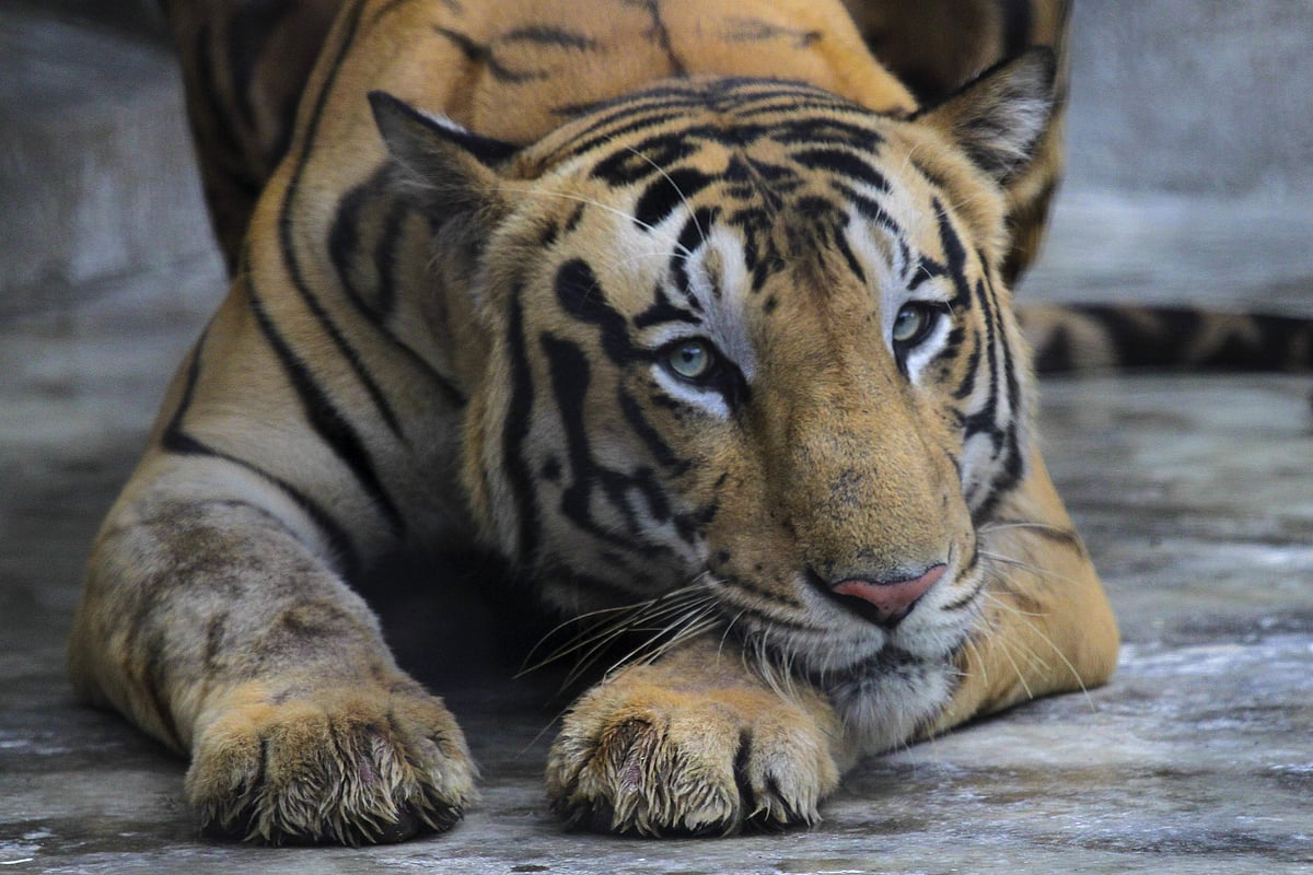 India's 2018 Tiger Census sets Guinness World Record for being largest ...