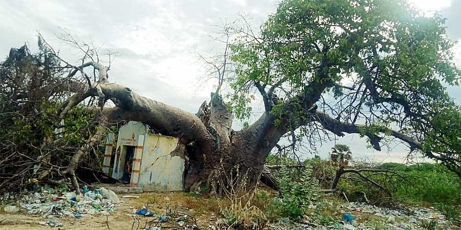 Wilting History