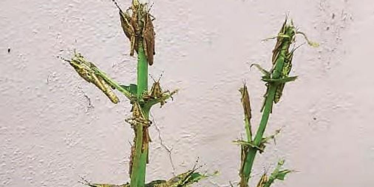 A’pur farmers fear locust invasion as video goes viral