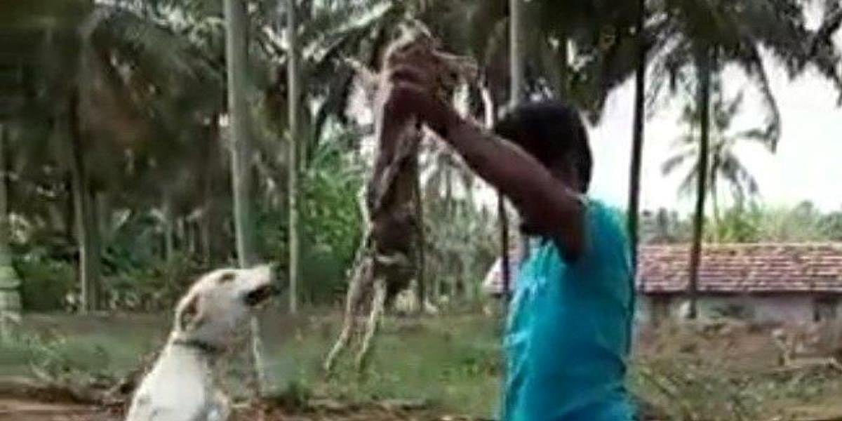 Three held for poaching hare, posting video in Tamil Nadu
