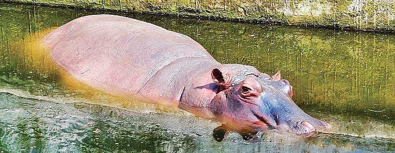Patna zoo draws nearly one million virtual visitors in seven days