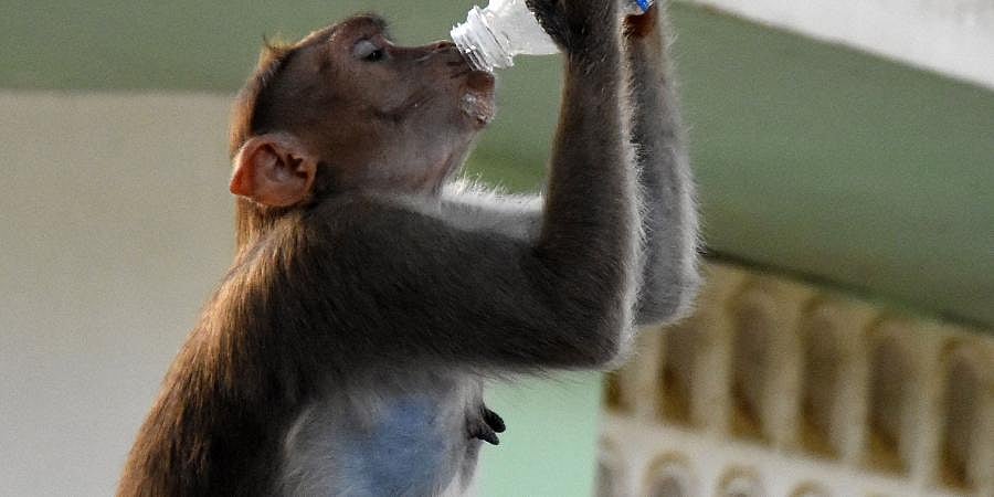 This 'alcoholic' monkey in Uttar Pradesh will serve life term in captivity