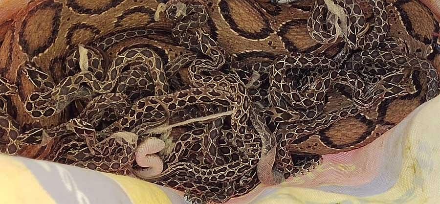 Rescued Russell’s viper gives birth to 35 snakelets in Coimbatore