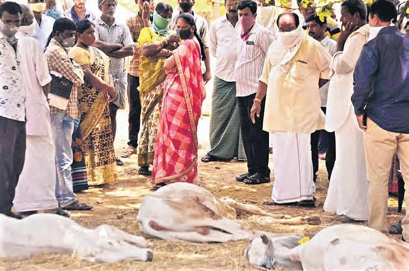 Telangana farmers blame vets as cattle toll reaches 11