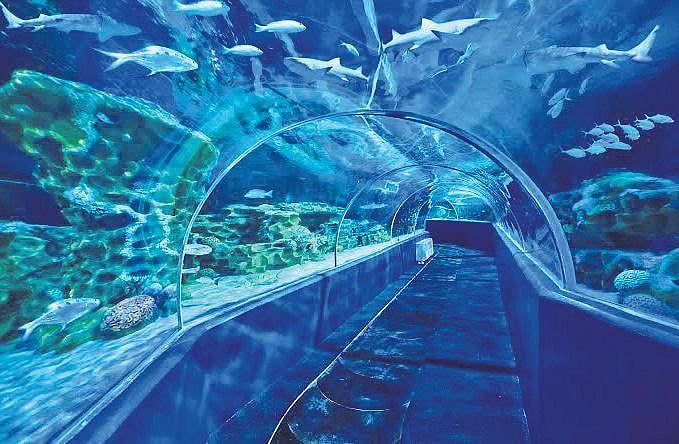 Aquarium virtual field trip photos - Travelidaz.com