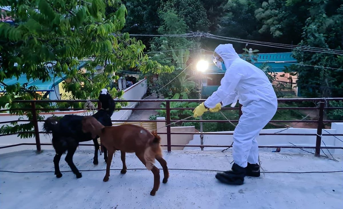 Farm animals starve under neglect in containment zones