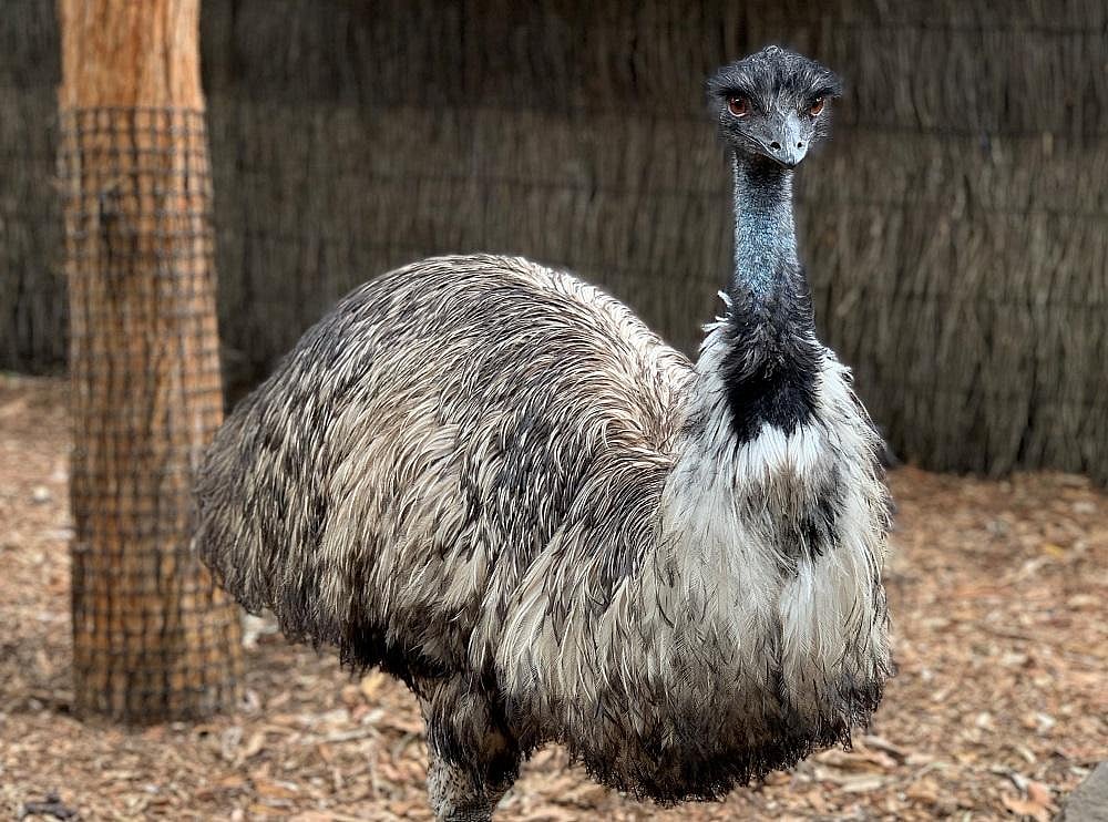 Australian outback pub bans messy emus for 'bad behaviour'
