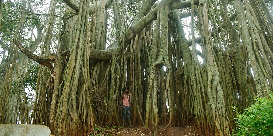 Man drops move to fell 100-year-old banyan tree on Pollachi-Valparai ...