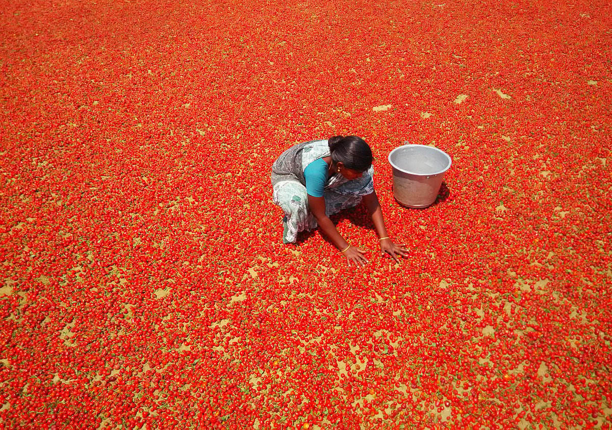 Trading begins at Guntur chilli yard