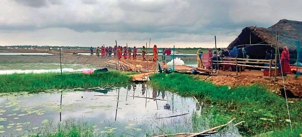 Seaside villagers in Odisha up in arms against illegal prawn farms