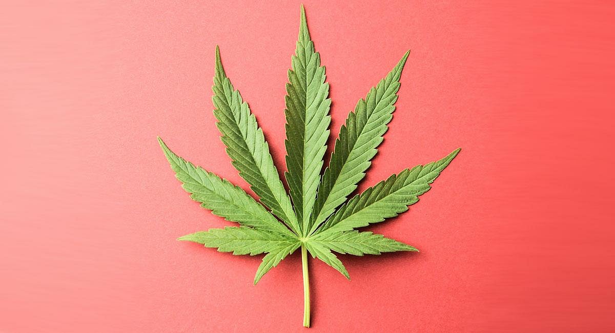 1,005 kg of ganja worth Rs 2.01 crores seized in Telangana's Kothagudem ...