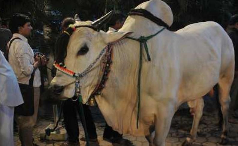 Andhra Pradesh government urged to save Ongole breed bull