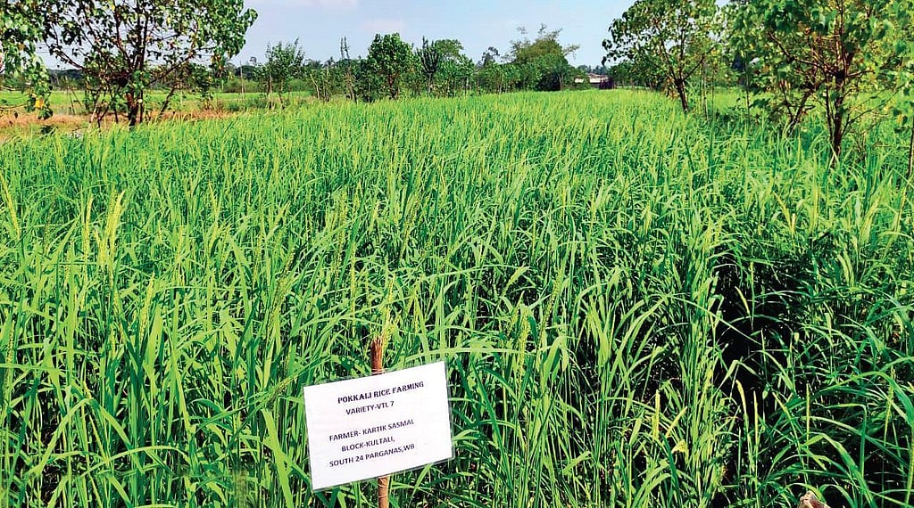 Kerala’s own pokkali scripts success in Sundarbans