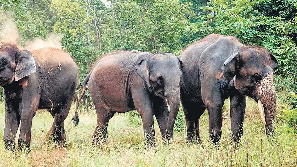 Centre to frame regional action plans to promote human-elephant ...