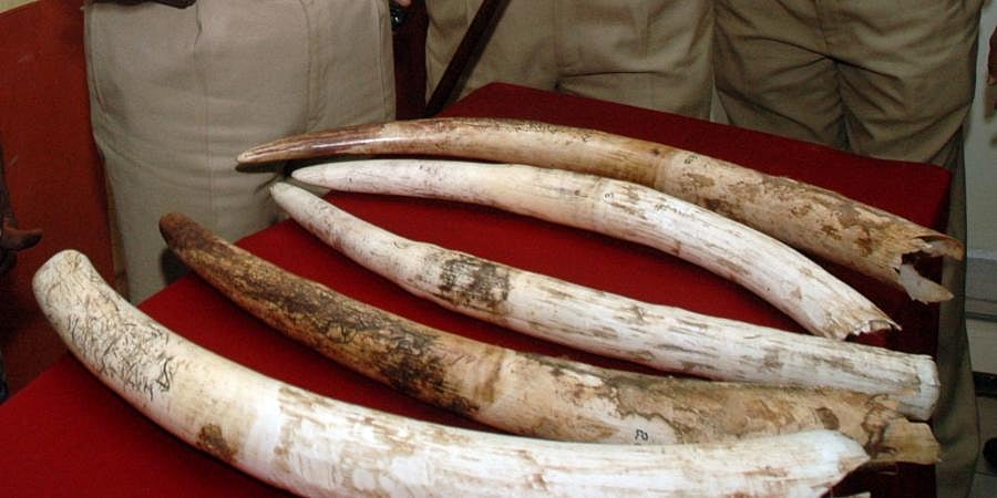 Eight booked by CBI for trading elephant tusks in Tamil Nadu