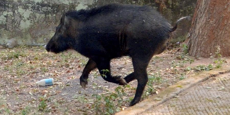 5 boars die in MTR, African swine fever suspected