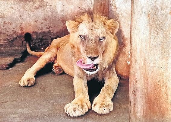 Once ferocious, Kerala's oldest lion Ayush relishes royal ‘treatment’ now