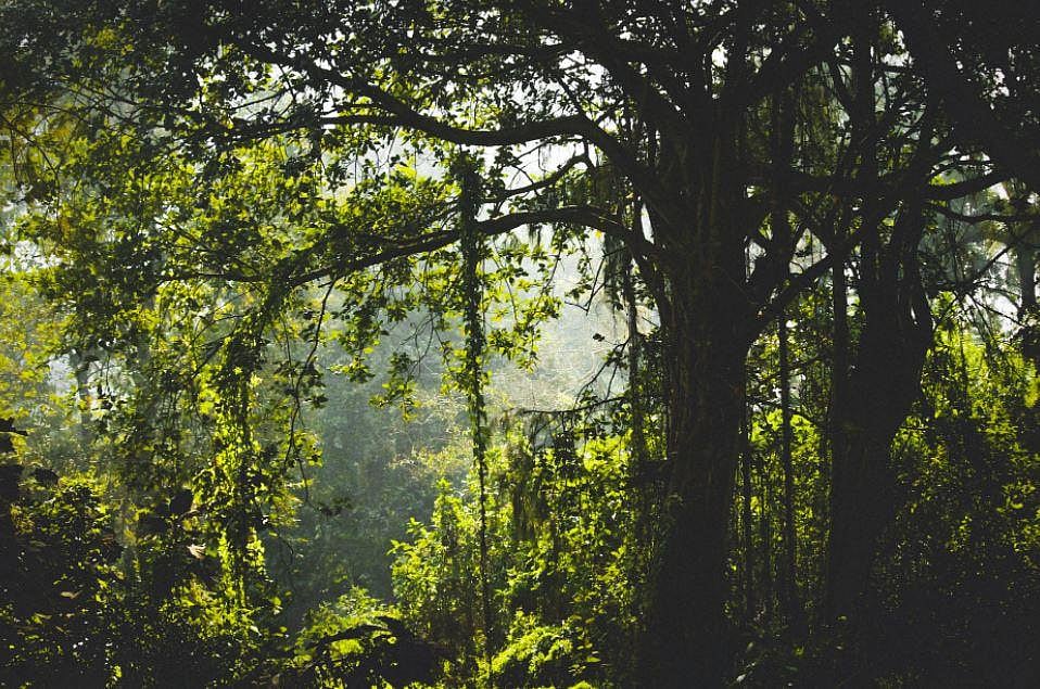 Andhra Pradesh stands first in increasing forest cover