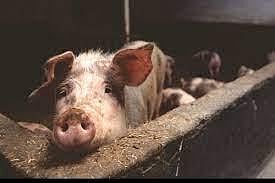 Farmers desperate as wild pig menace continues in kerala