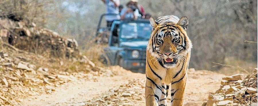 Telangana sets new benchmark in tiger conservation with tech-driven ...