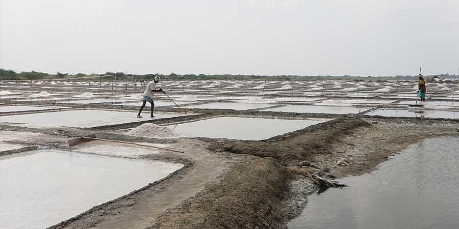 Vedaranyam salt producers to appeal against Madras High Court order on ...