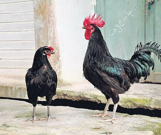 Kerala’s own Thalassery chicken breed gets national recognition