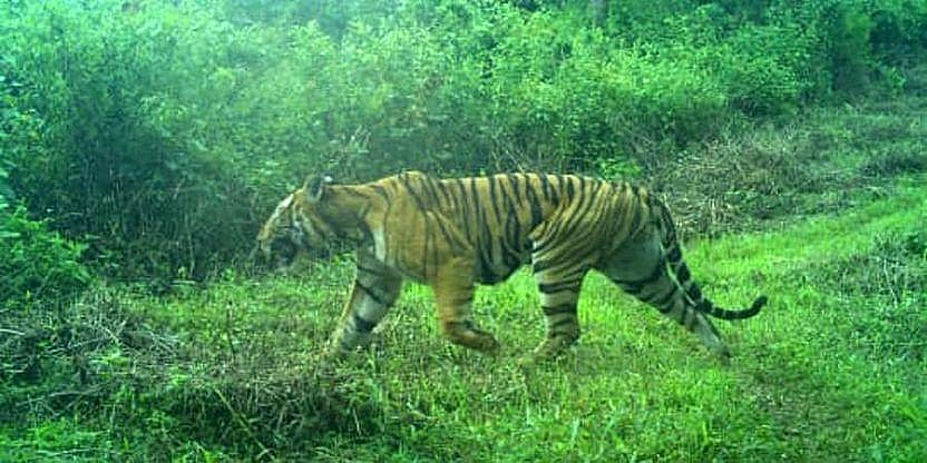 Watchers let guard down, tiger seizes the moment