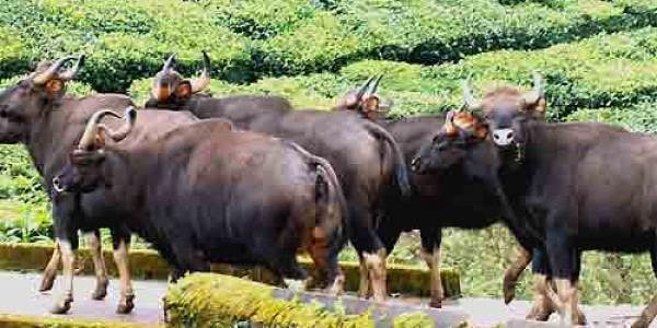 Man arrested for possession of bison meat in Karnataka's Madikeri