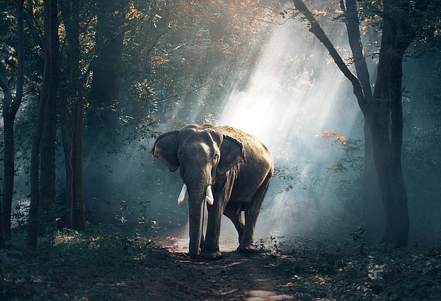 Sulking elephant yet to get used to new mahout