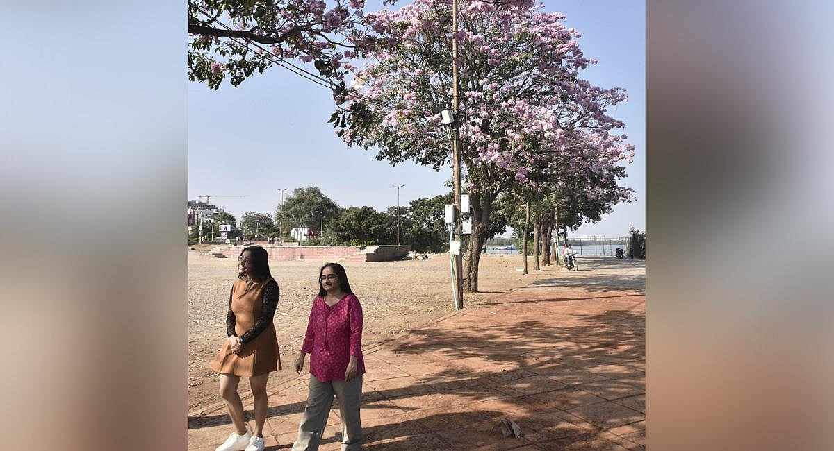 ‘False spring’ makes flowers bloom ahead of time