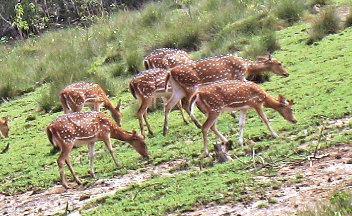 26 spotted deer from Coimbatore corporation zoo released in Siruvani hills