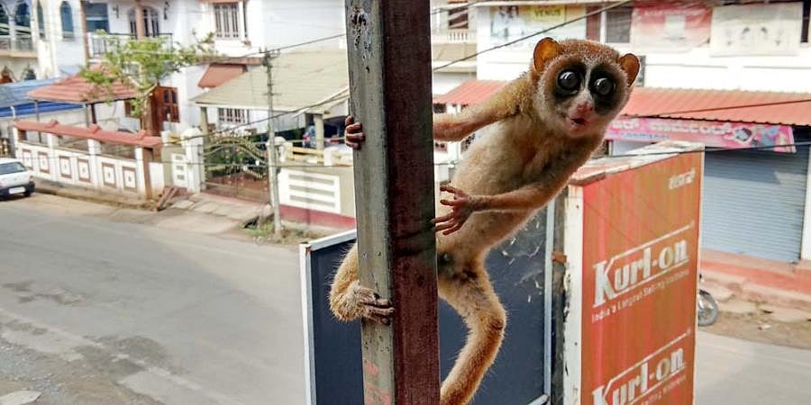 Journo spots adorable Slender Loris at Napoklu, handed over to forest ...