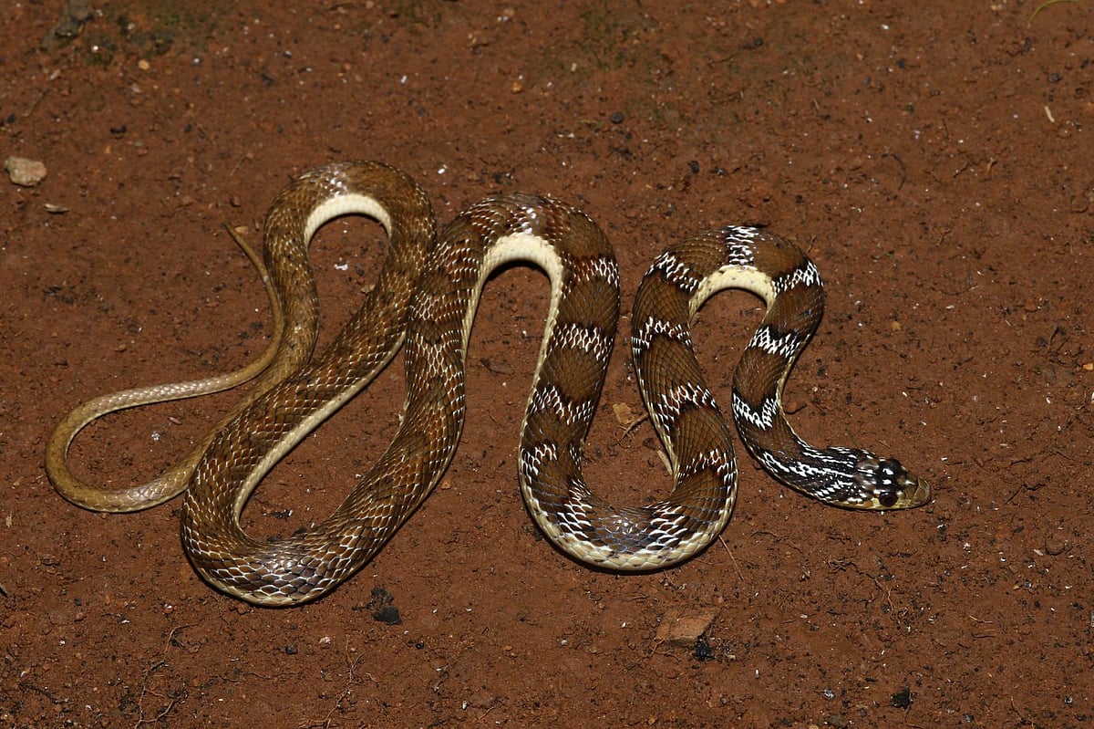 New species of racer snake found in Tamil Nadu named after ...