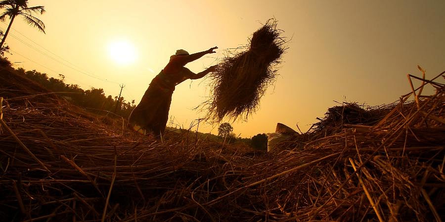 17k metric tonnes of paddy procured so far in Madurai