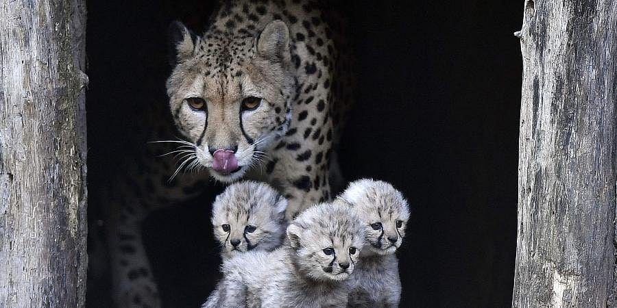Two cubs born to African cheetah Neerva found dead at Kuno National ...