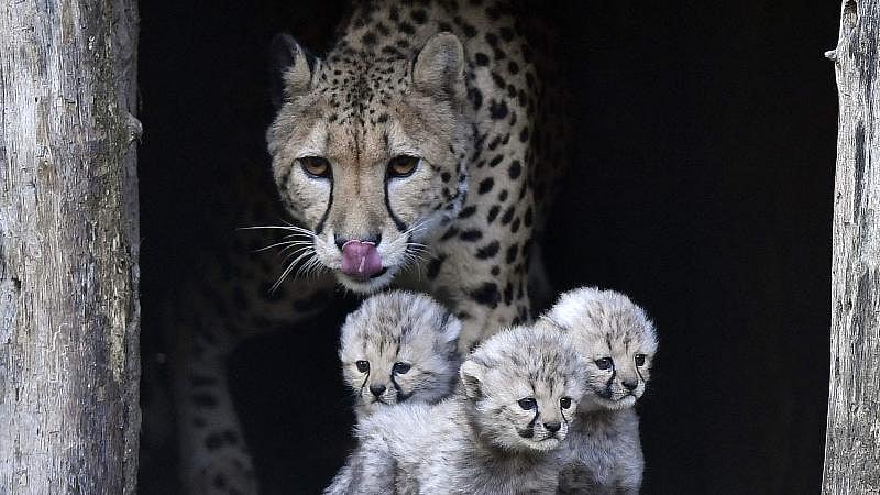 Two cubs born to African cheetah Neerva found dead at Kuno National ...