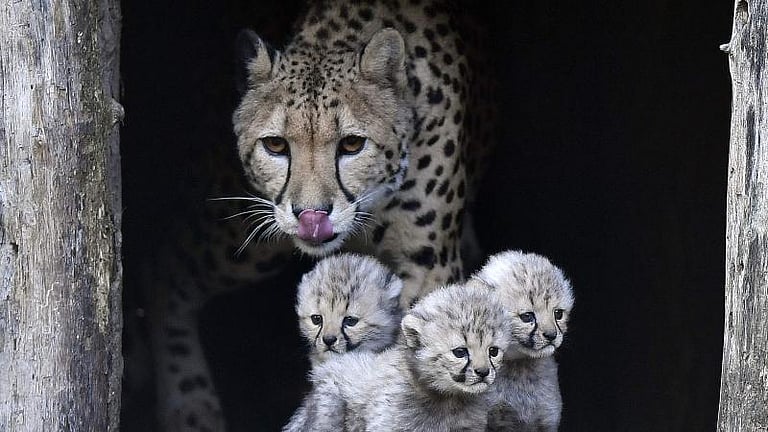 Two cubs born to African cheetah Neerva found dead at Kuno National ...