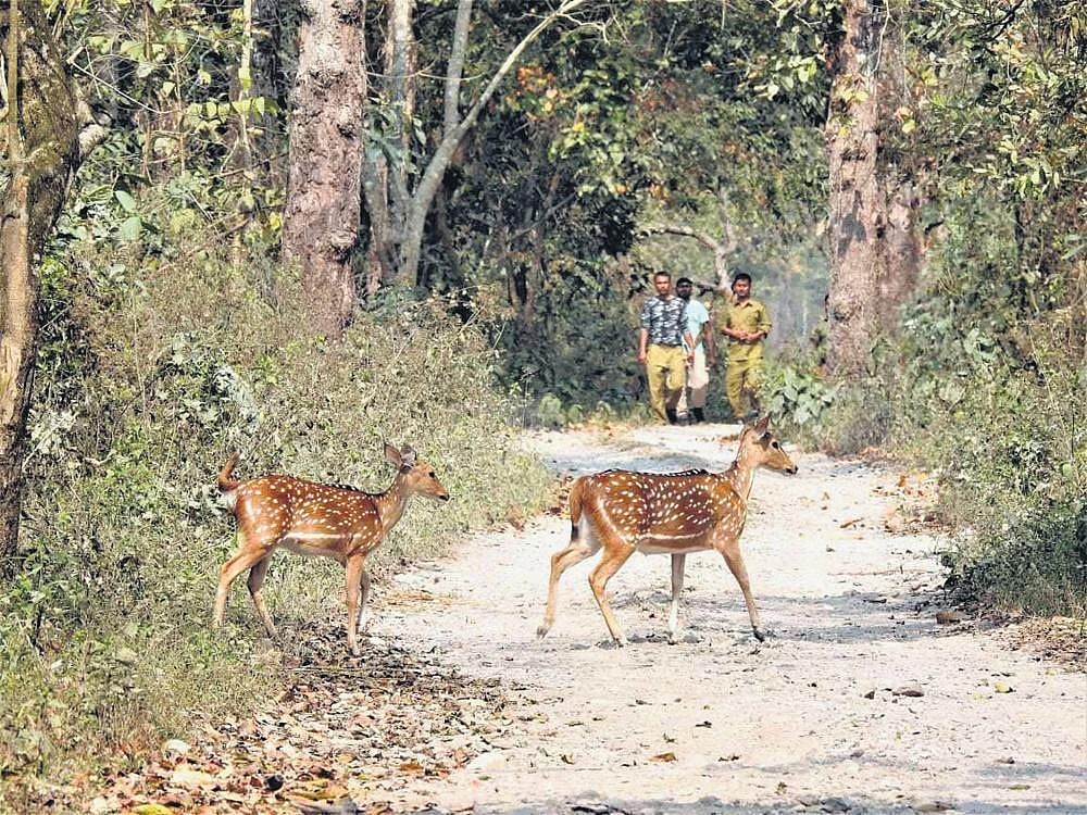 Assam gets its sixth national park on World Environment Day