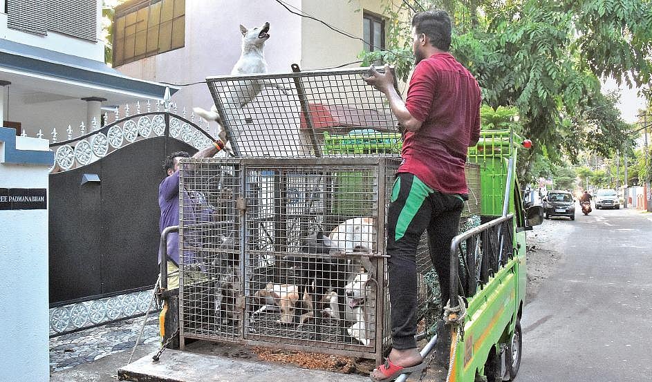 Stray problems to stay in Capital