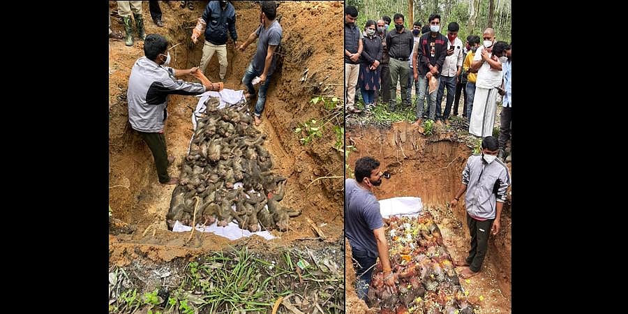 Over 50 monkeys poisoned and dumped in sacks on roadside in Karnataka ...
