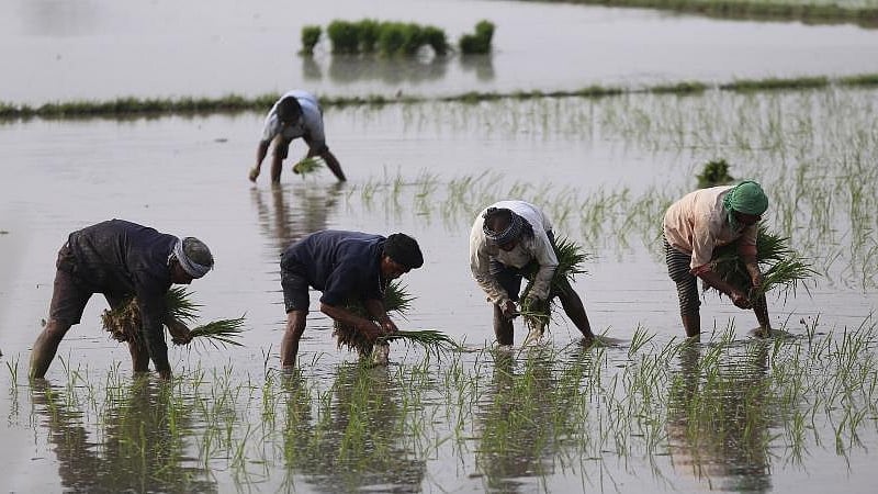 Government, farmers need common ground to offset market whims
