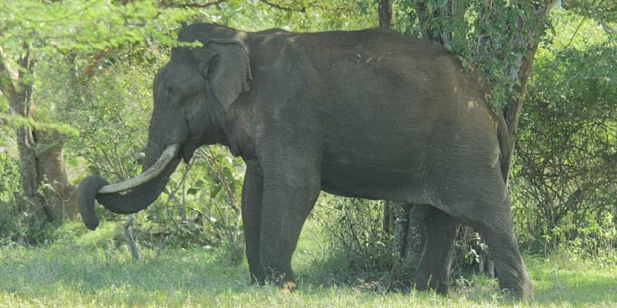 Human activities should be curbed to resolve 'animal-human conflict'