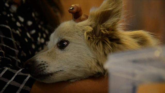 Book first class ticket if you want to take pets in train: Southern Railway