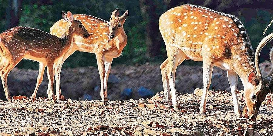 6 poachers arrested for killing deer in Telangana's Mancherial district