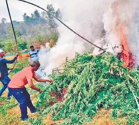 Odisha: Police drive to discourage ganja farming in Rayagada
