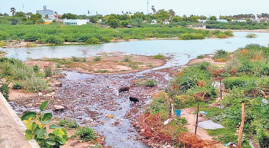 Will Vaippar river’s glory days return?